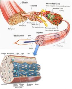 How Muscles Work (﻿Part 1 of 2) – ShapeLog