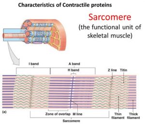 How Muscles Work (﻿Part 2 of 2) – ShapeLog